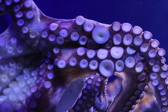 Octopuses Demonstrate Problem-Solving Skills That Rival Many Mammals ...
