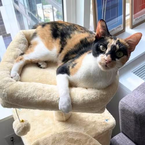 🐱 Playful, Sweet & Snuggly Cats Ready for Adoption in Brooklyn - NewsBreak