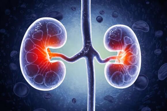 Maze Therapeutics Stock Falls Despite Strong Phase 2 Kidney Drug Data ...