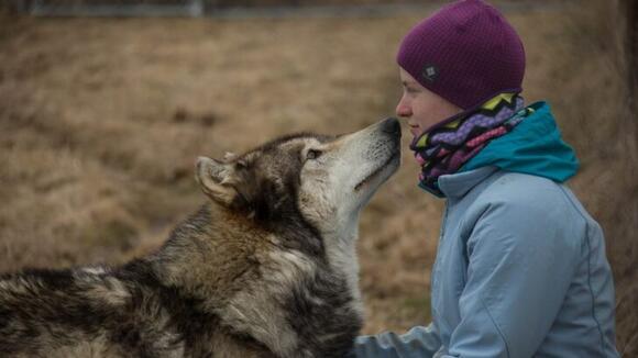 Would a Wolf Remember a Human After Years Apart? Researchers Share New ...