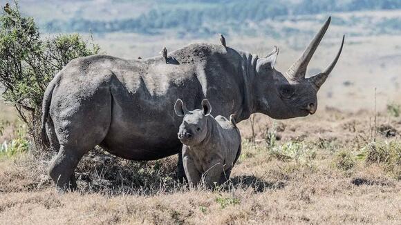 The Lifespan of a Rhino—and What Threatens It Most - NewsBreak