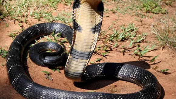 The 10 Most Venomous Creatures in the Animal Kingdom - NewsBreak
