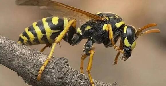 10 Warning Signs You’re At Risk of a Wasp Invasion—and How to Prevent ...