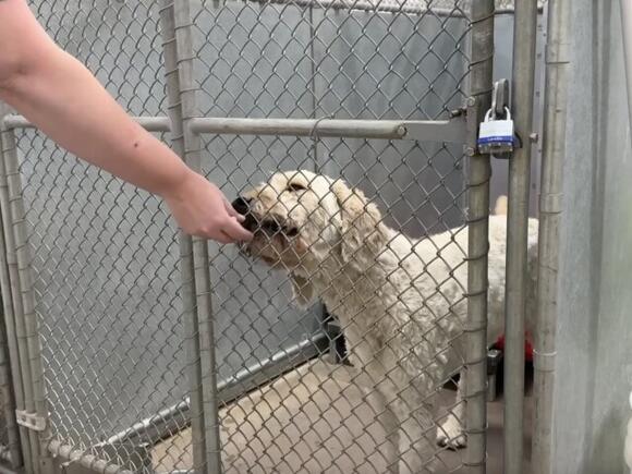 Copper Quill Haven works with Canyon County on animal services ...