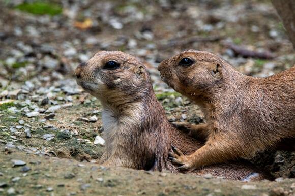 7 Animals That Have Built Their Own Cities - NewsBreak