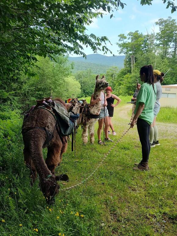 Wait... You Can Actually Walk Alpacas In New England? - NewsBreak