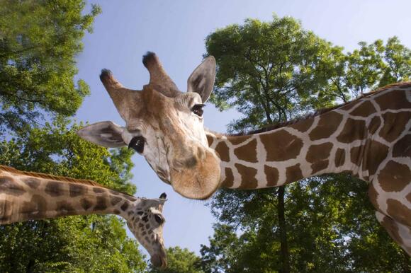The Ultimate Height Challenge Between LeBron James and a Giraffe ...
