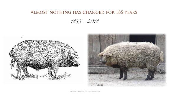 The Mangalitsa Comeback Story, From Near-Extinction to Trendy Menus ...