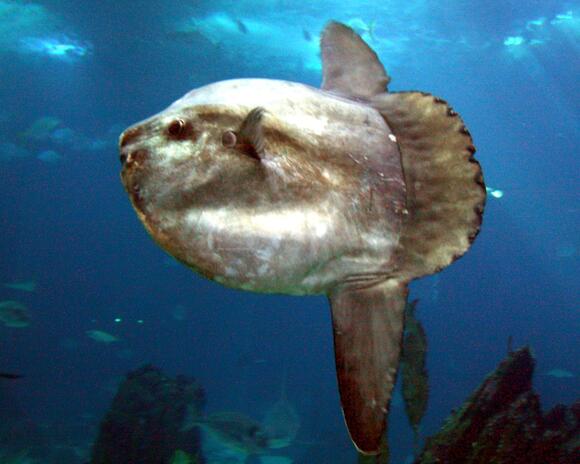 The Fish That Forgot Its Tail: Why Sunfish Look Like a Mistake - NewsBreak
