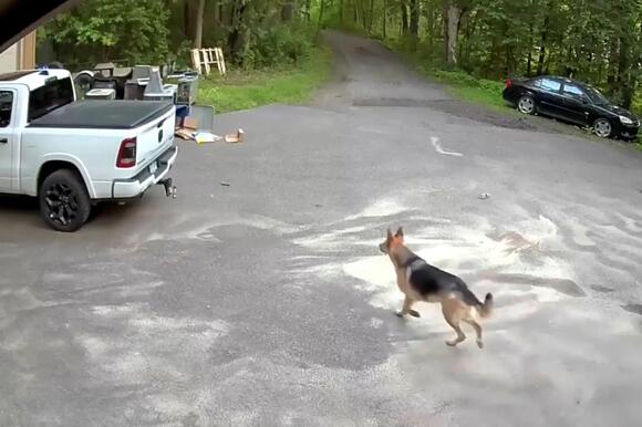 Bear chases dog and Minnesota woman in heart-pounding video: ‘Lunged at me’