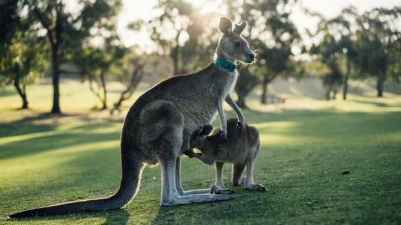 Kangaroo Reproduction: How the Female Controls the Timing of Birth ...