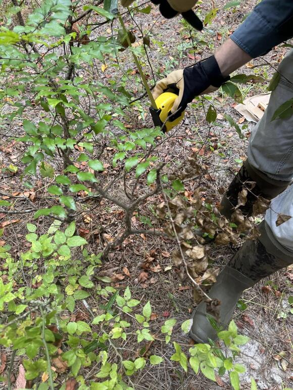 New Hanover Arboretum staff help scientists learn about the remarkable ...