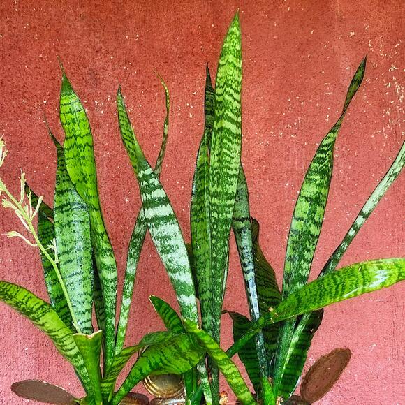 What to Do with Your Snake Plant in May to Get Explosive New Leaf ...