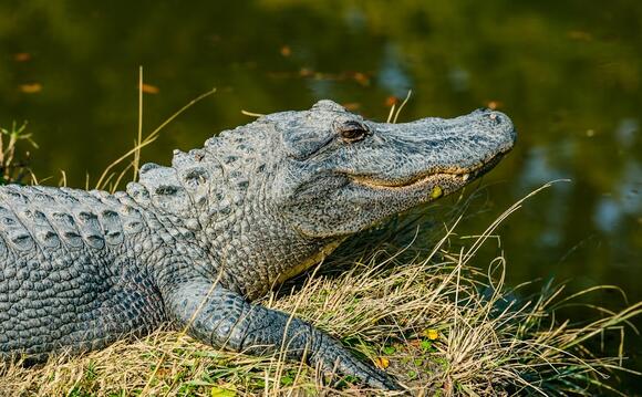 The 5 U.S. Lakes Where Alligators Are Making a Comeback - NewsBreak