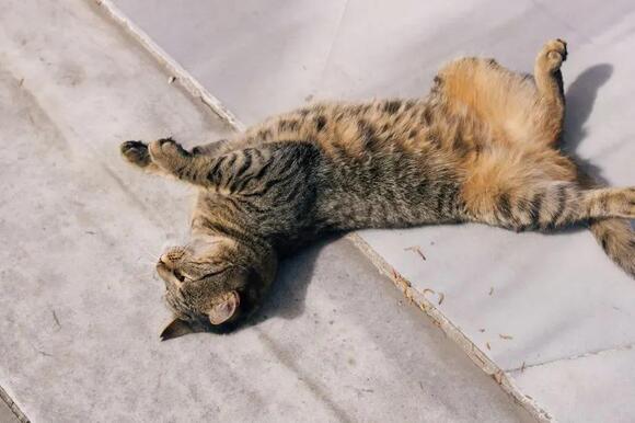 10 Signs a Stray Cat Has Chosen You as Their New Owner - NewsBreak