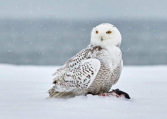 Top 10 Animals and Wildlife in the Arctic - NewsBreak