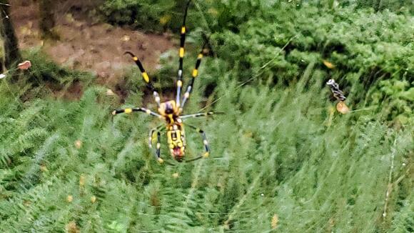 How To Avoid Meeting Huge, Scary Spiders Face-to-Face on Georgia Hiking Trails