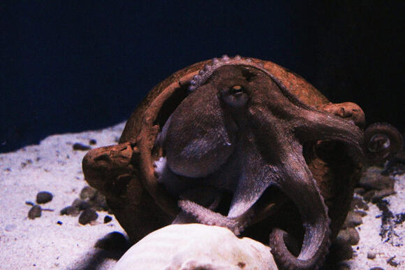 The Largest Octopus Ever Recorded Off the Coast of Washington - NewsBreak