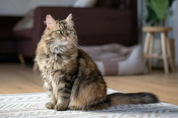 The Best Cat Breeds for First-Time Pet Owners - NewsBreak