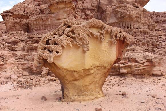 The Sahara Was Once a Sea: Fossils Reveal an Ancient Ocean in the ...
