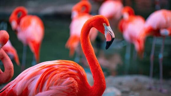 Top 10 Most Lovable Pink Animals - NewsBreak