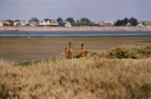 The Irish Hare: A Native Running Through Myth, Land, and Legend - NewsBreak