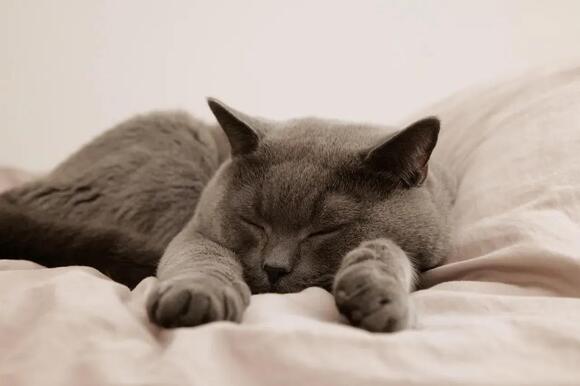 Your Cat’s Sleeping Positions Reveal More Than You Think - NewsBreak