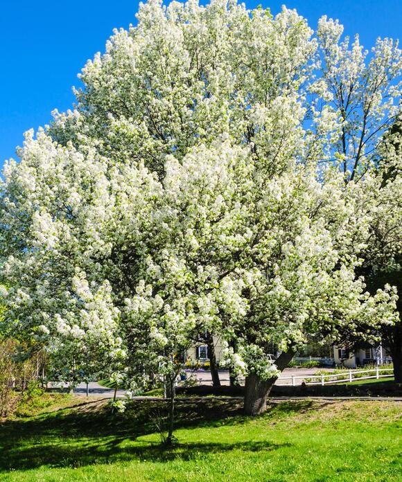 Invasive trees never to grow – 5 species to avoid and which trees you ...