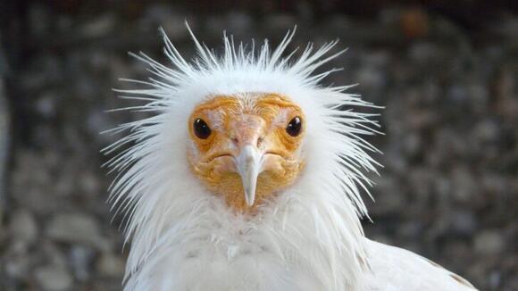 15 Animals That Use Tools Just Like Humans Do - NewsBreak