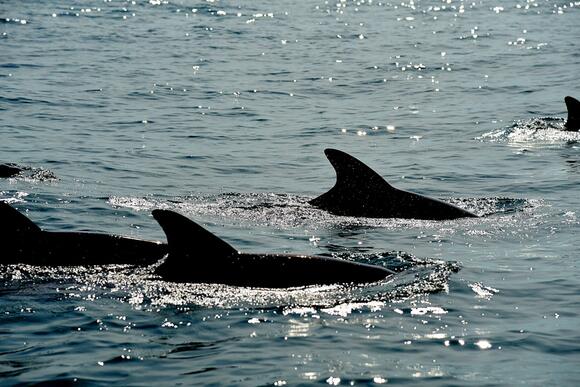 The Science Behind Orca Dialects and Family Bonds - NewsBreak