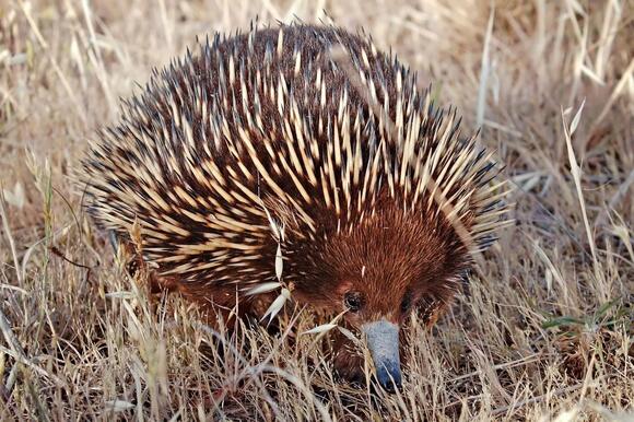 Top 10 Weird Animals – The Strangest Creatures on Earth - NewsBreak