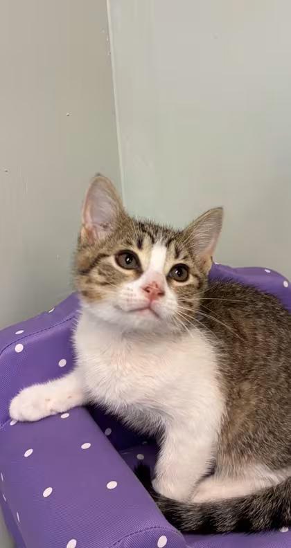 🐱 Playful Kittens Ready for Adoption in Picayune, MS - NewsBreak