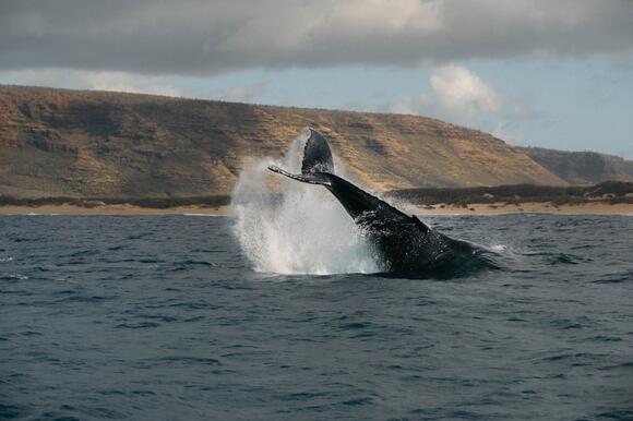 10 Cool Animals You Can Spot Off the Coast of Baja California - NewsBreak
