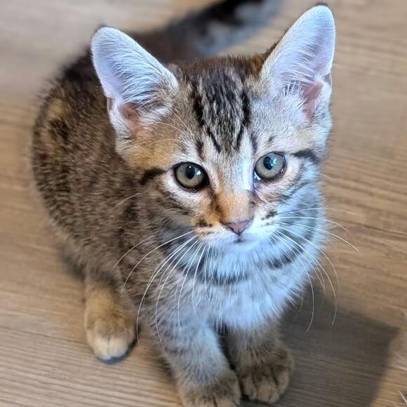 🐱 Playful & Sweet Cats Ready for Adoption in Raleigh - NewsBreak