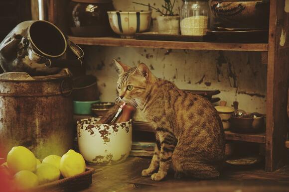 How to Know If Your Cat Thinks They Own You (They Probably Do) - NewsBreak