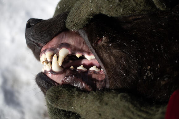Wyoming cuts wolf hunt in half to buoy Yellowstone region’s disease ...