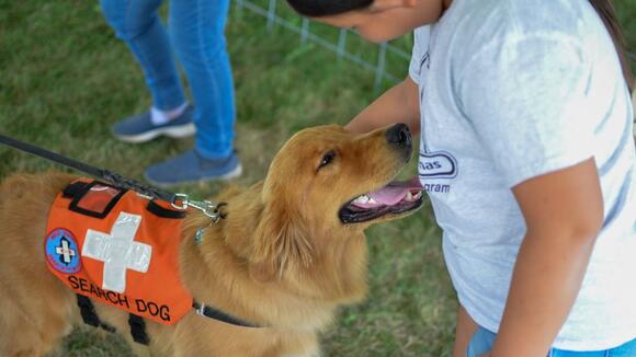 10 Dog Breeds That Can Detect Cancer in Their Owners Before Doctors Do ...