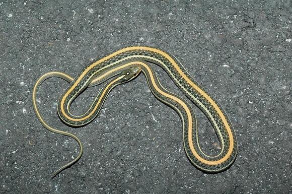 9 Striped Snakes in Texas: Complete Identification Guide With Photos ...