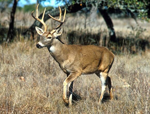 10 Spirit Animals Revered By the Cherokee Tribe - NewsBreak