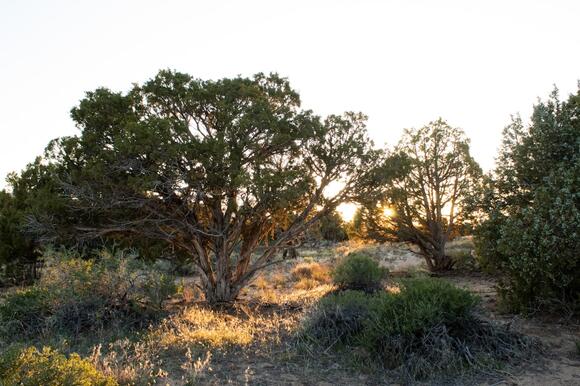 Beneath the Rockies: What Dinosaur Tracks and Marine Fossils Reveal ...