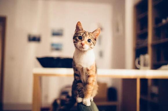 12 Strange Ways Your Cat Shows They’re Completely Attached to You ...