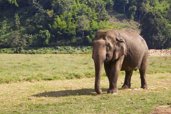 Elephants Have 150,000 Muscles In Their Trunks (And How They Use Them ...