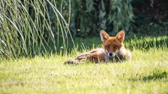 11 Amazing Facts About Red Foxes That Explain Their Urban Survival ...