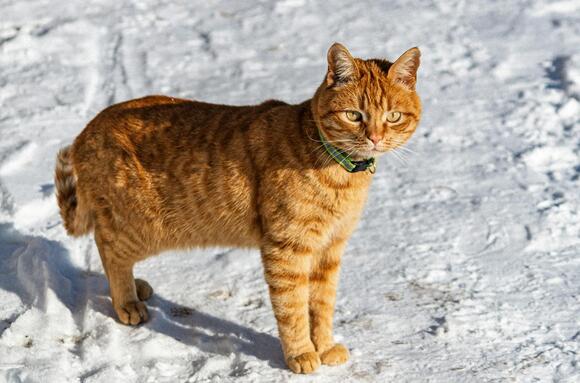 10 Latest Cat Tech Gadgets That Are Going Viral - NewsBreak