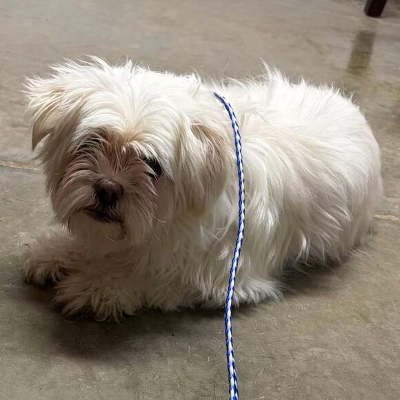 🐶 Senior & Adult Dogs Ready for Adoption in Spring Hill, KS - NewsBreak