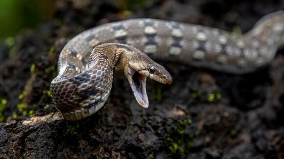 Know These 6 Sounds Before Hiking in Snake Territory - NewsBreak