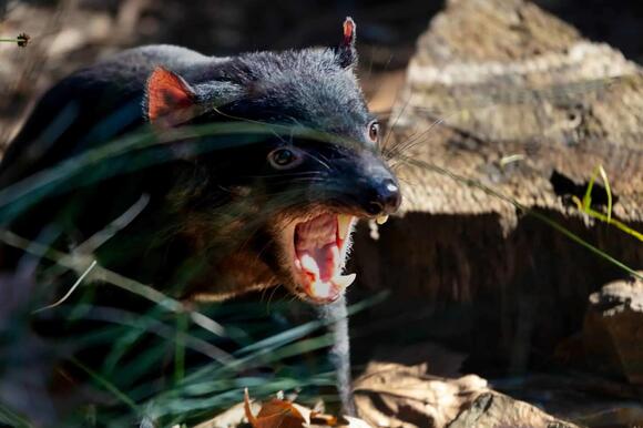 14 Real Creatures That Look Like Monsters - NewsBreak