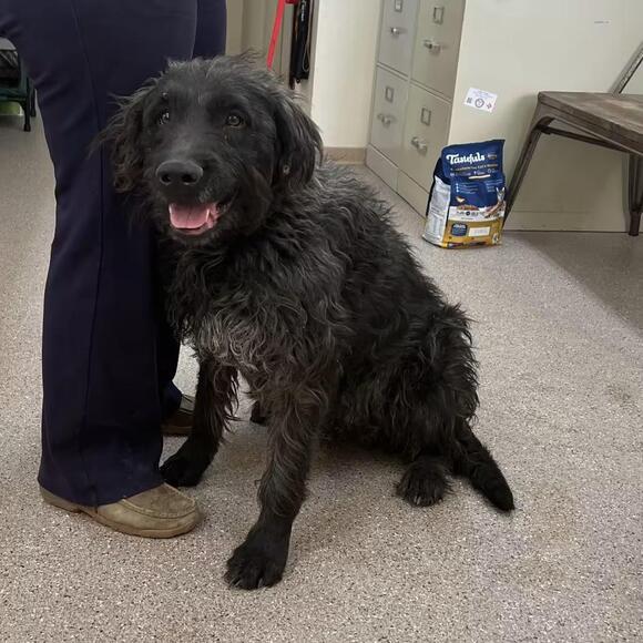 🐶 Playful & Loyal Dogs Waiting for Adoption in Fallon, NV - NewsBreak