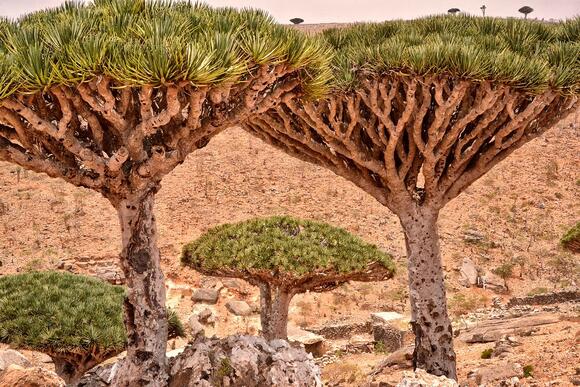 The Plants That Bleed Red: Why Some Trees Drip Crimson Sap - NewsBreak
