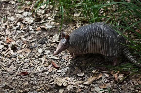 11 Fascinating Facts About Armadillos Expanding Across the Southern ...